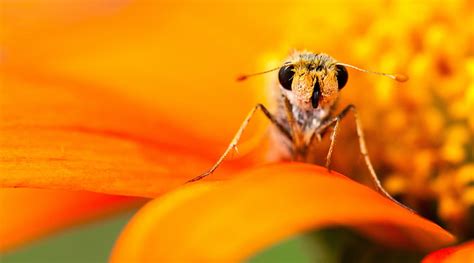 Hesperiidae Hd Wallpapers Free Download Wallpaperbetter
