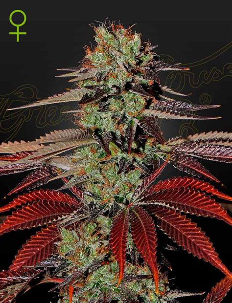 Kings Kush Autoflower 5 Pack Western Mass Hydroponics