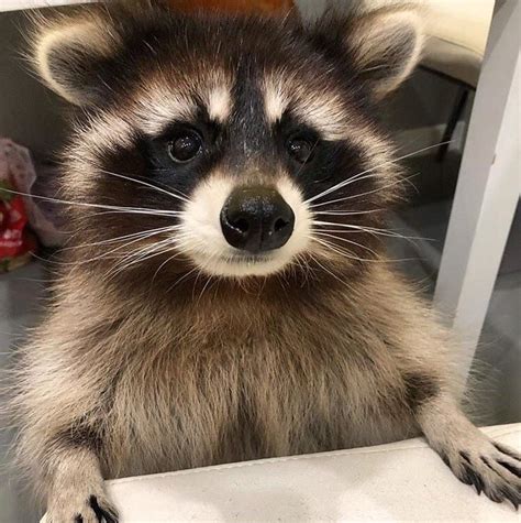 Pin By Jose Carlos Arana On Raccoon Fever Cute Animals Images