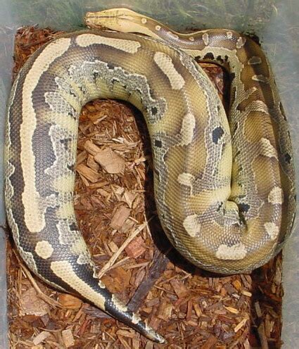 Borneo Short Tail Pythons