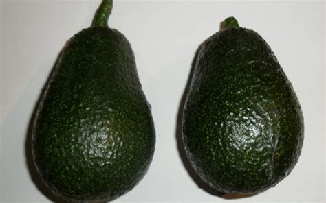 Buy Avocado Lamb Hass Fruit Tree Persea Americana