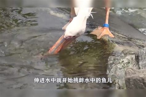 大鲶鱼躲在洞里挑衅白鹭，白鹭也是个戏精，镜头拍下搞笑一幕白鹭挑衅镜头