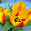 Pink Tulips Jigsaw Puzzles Online