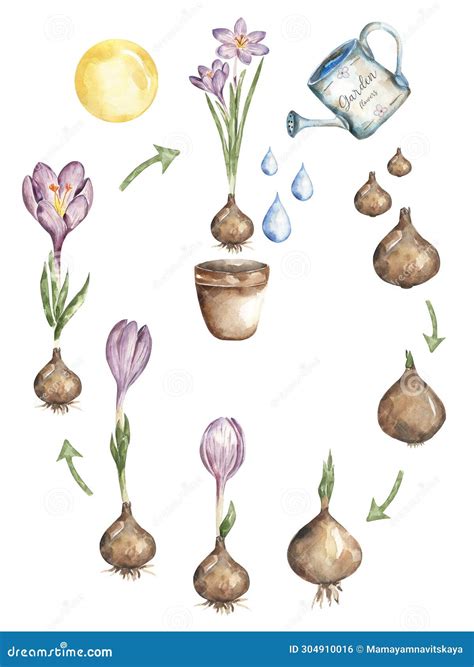 Watercolor Crocus Flower Life Cycle Plants Growth Stages Infographic
