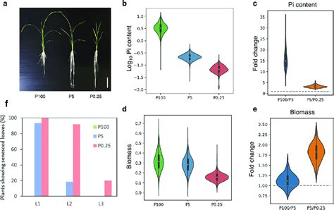 Phenotypes Of Rice Seedlings Grown Under Different P Conditions A A