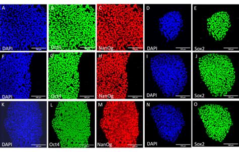 Rapid Cost Efficient Enzyme Free Passaging Of Human Pluripotent Stem