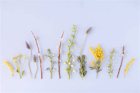 Download Aesthetic Minimalist Flowers Wallpaper