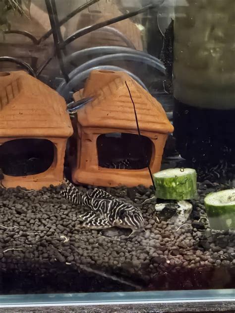 Need Help To Identify The Species And Sex Rpleco