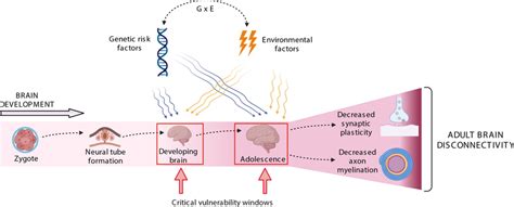 Impact Of Genetic And Environmental Factors During Neurodevelopment In