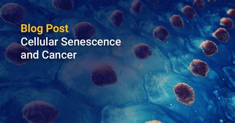 Cellular Senescence And Cancer Therapy Overcoming Immortality