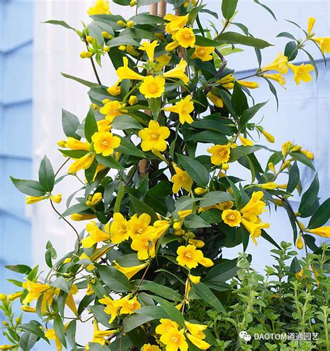 冬季一定要养的花卉法国香水茉莉寒冬盛开越冷花越香 知乎