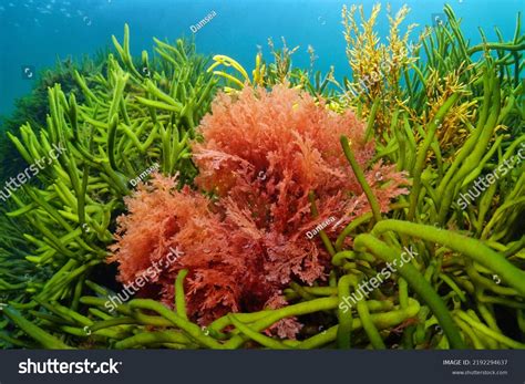 Red Algae Aquarium