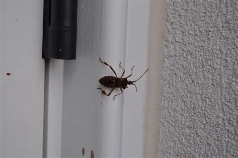 Invaders Stink Bugs Lady Beetles Make Themselves At Home In Winter