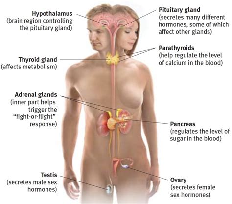 Ch2 Biology Of Mind Diagram Quizlet