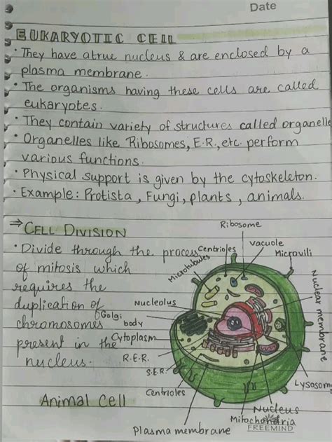 Eukaryotic Cell Diagram Aesthetic Notes