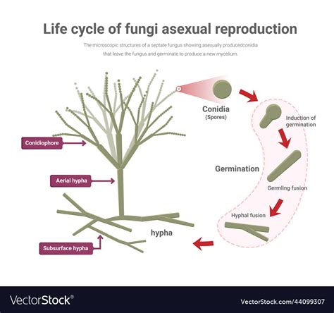 Fungi Life Cycle Asexual Lashaun Hyman The Best Porn Website
