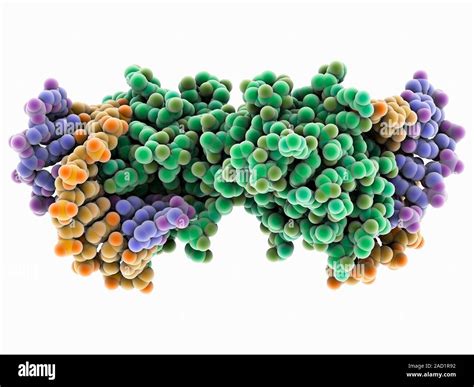 Transcription Factor Bound To Dna Molecular Model Of The Human Ets