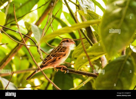 Tree Sparrow Family Hi Res Stock Photography And Images Alamy