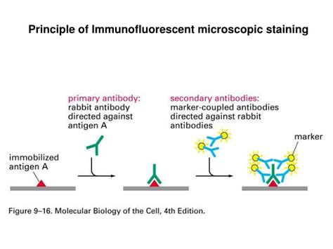 Ppt Principle Of Immunohistochemistry Powerpoint Presentation Id