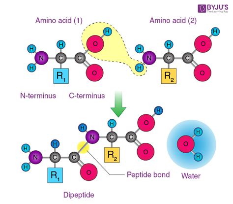 Tripeptide Bond