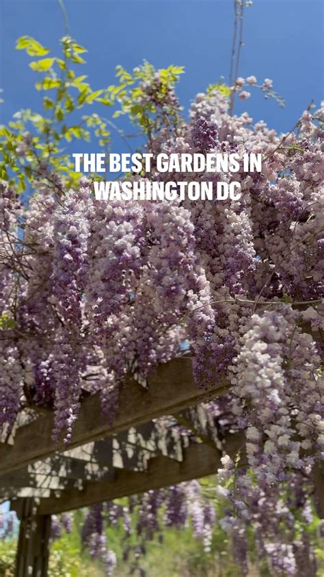 Best Airbnbs In Washington Dc Insider Neighborhood Guides Artofit