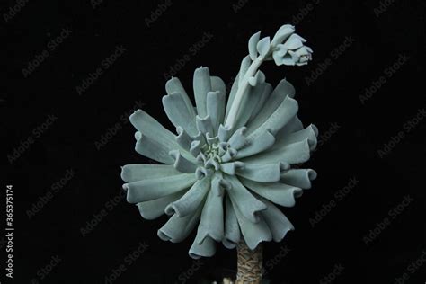 Echeveria Topsy Turvy Isolated Echeveria Runyonii Cv Topsy Turvy