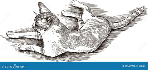 Sketch Of A Lying Cat Stock Vector Illustration Of Drawing 81659955