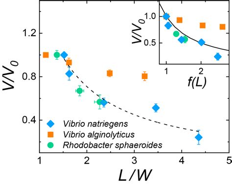 Swimming Speed Of Monotrichous Bacteria The Swimming Speeds V Of