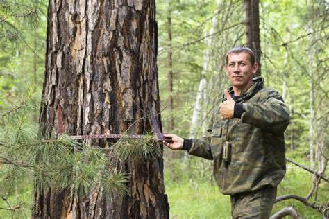 Measuring The Diameter Of A Tree Stock Image Image Of Firewood