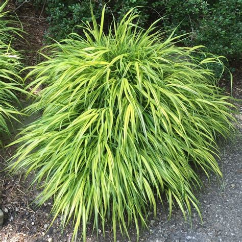 Cold Hardy Grasses Choosing Ornamental Grasses For Zone 4 Gardens