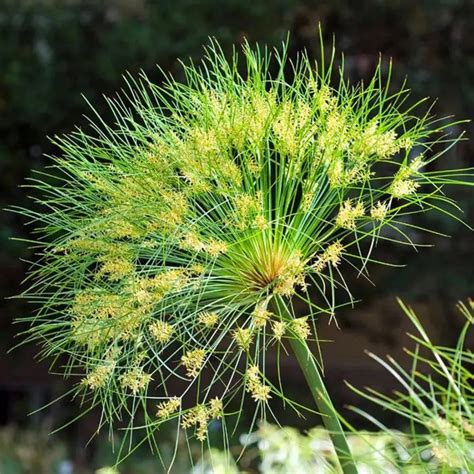 Cyperus Papyrus Papyrus Sedge Aquatic Plant Lalit Enterprise
