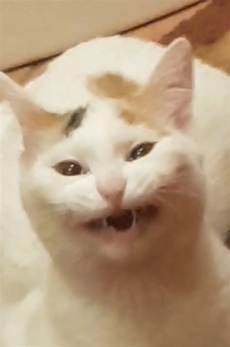 My Cat Making A Funny Face💀 Rmeme