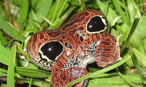 Frog Inflates Its Backside To Show Off A Pair Of Poison Squirting Fake Eyes To Escape Predators