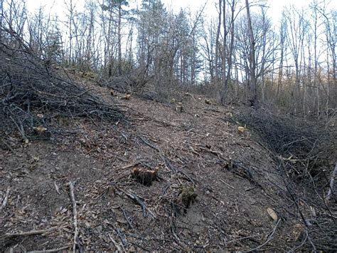 Сигнал за незаконна сеч Защити Гората