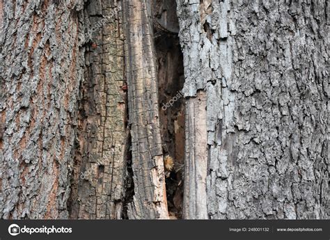 Beautiful Tree Bark Background Texture Stock Photo By GalinkaLB
