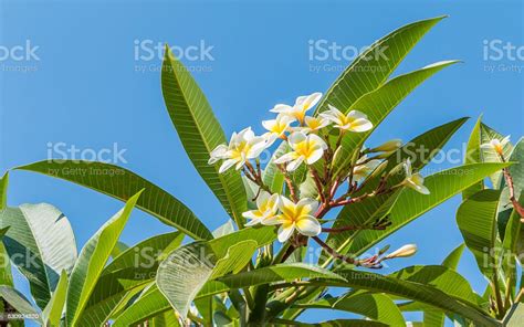 Plumeria 로세아 분할에서는 밝은 스카이 배경기술 0명에 대한 스톡 사진 및 기타 이미지 0명 꽃 꽃의 구조 꽃잎