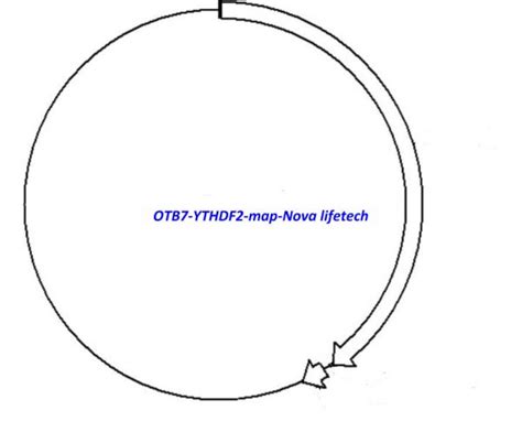 Otb7 Ythdf2 Plasmid