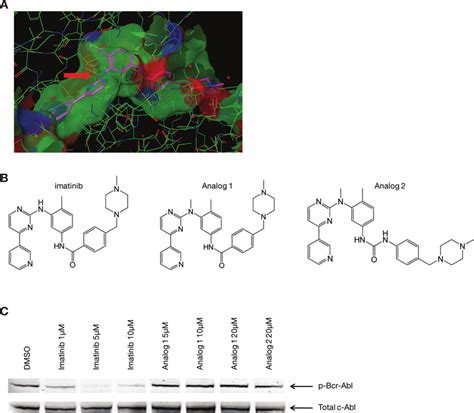 Cocrystal Structure Of Imatinib And C Abl Kinase And Design Of C Abl