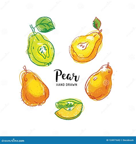 Pear Drawing Vector Hand Drawn Pears Watercolor Colorful Pears Vector