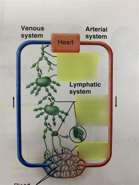 Lymphatic Diagram Quizlet