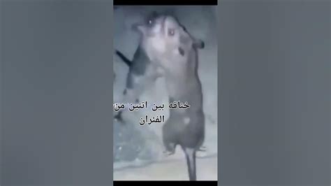 اغرب خناقه بين الفئران زي خناقات الشوارع Shorts Youtube