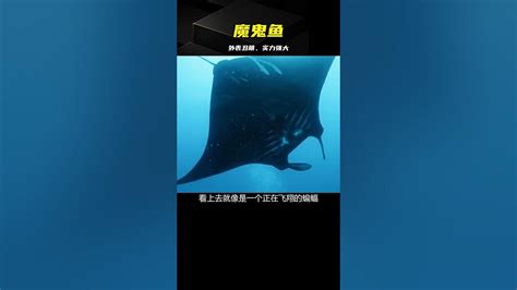 外表丑萌的魔鬼魚，戰斗力竟然不容小覷 古董 開棺 古墓 考古發現 考古 Youtube
