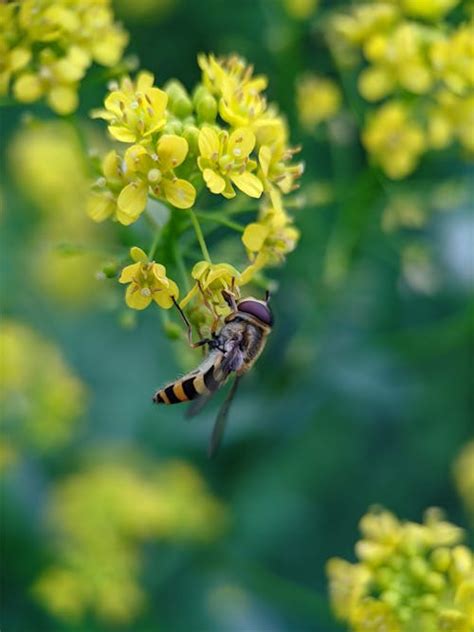 곤충 곤충 사진 노란 꽃 매크로 촬영 벌 서양 꿀벌 수분 확대에 관한 무료 스톡 사진