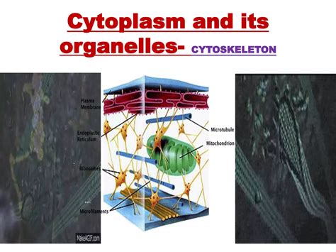 Cell And Its Organelles Inter Cellular Conections Ppsx