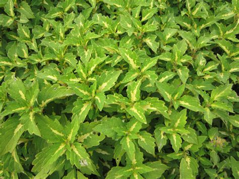 Great Garden Blogs Miss Smarty Plants