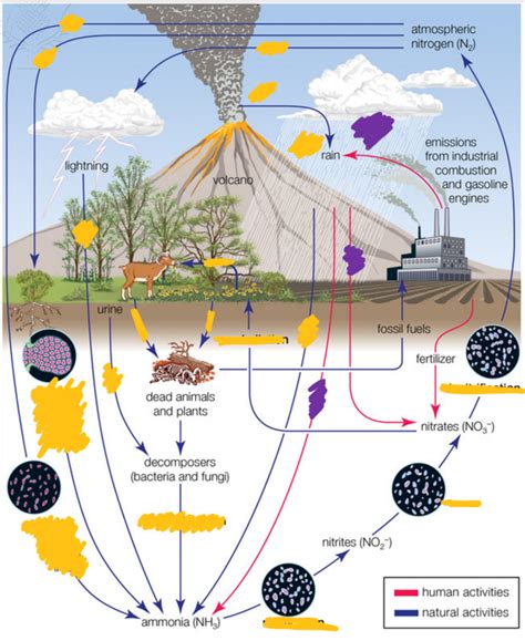 Nitrogen Process Diagram Quizlet