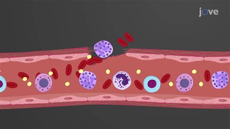 Video Introduction To Hemostasis