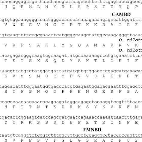 Neuronal Nos Nos1 Gene Expression In The Preoptic Region And