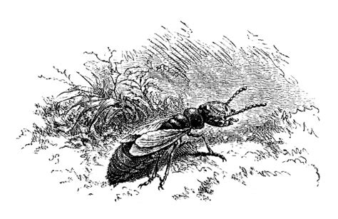 Termite Nymph Stock Illustration Download Image Now 19th Century