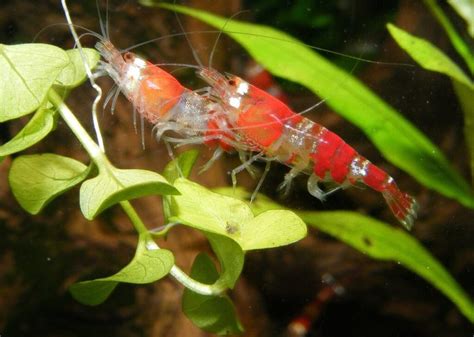 Mastering Shrimp Aquarium Care A Comprehensive Guide Exotic Pet Hub